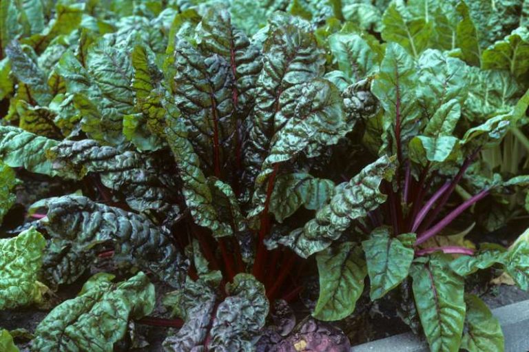 Σέσκουλο: Θεραπευτικές ιδιότητες και τρόποι χρήσης - Εναλλακτική Δράση